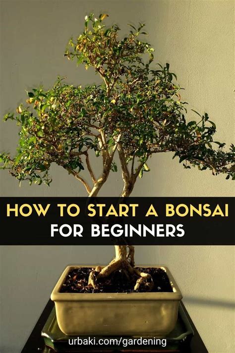 Image result for Creating Bonsia Tree