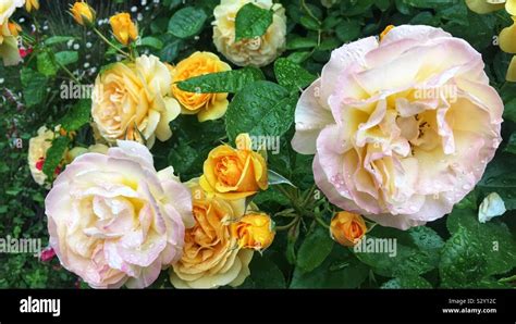 Image result for Color Changing Rose Bush