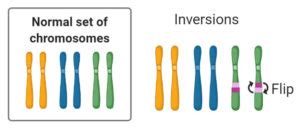 Image result for Inversion Mutation Example