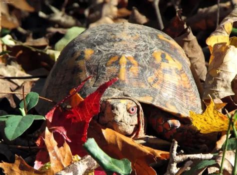 Image result for Eastern Box Turtle