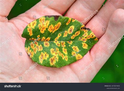 Image result for Pear Tree Leaf Rust