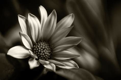 Image result for Lensbaby Tutorials