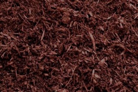 Image result for Hemlock Rustage