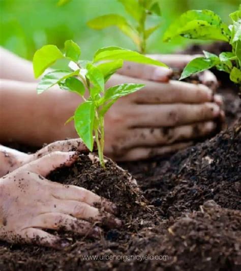 Image result for Planting in Humus