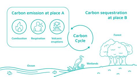 Image result for Zero Net Carbon Explained