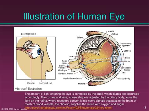 Image result for What Is Human Visual System