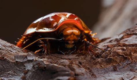 Image result for Burrowing Cockroach