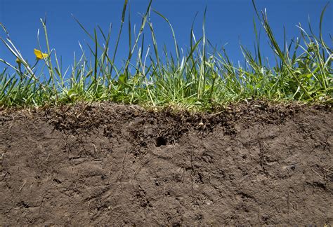 Image result for Humus Earth Science