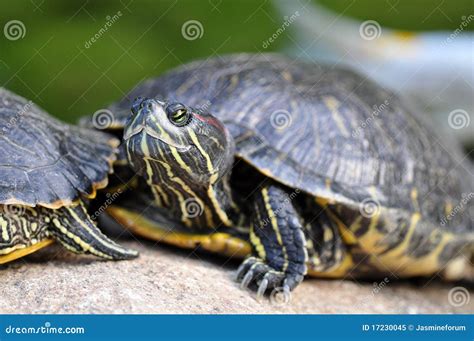 Image result for Red Eared Slider Turtle