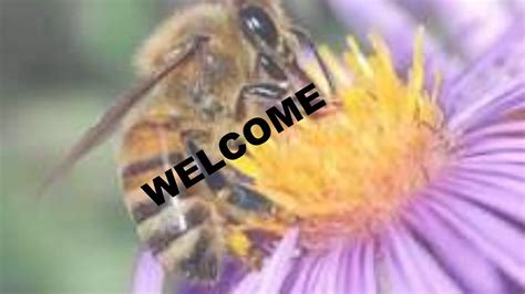 Image result for Types of Insect Pollinators