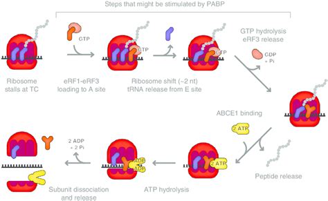 Image result for Translation Process Steps