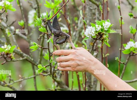 Image result for Pruning an Apple Tree in Spring