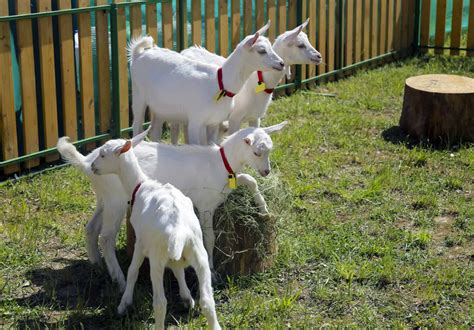 Image result for Types of Goats