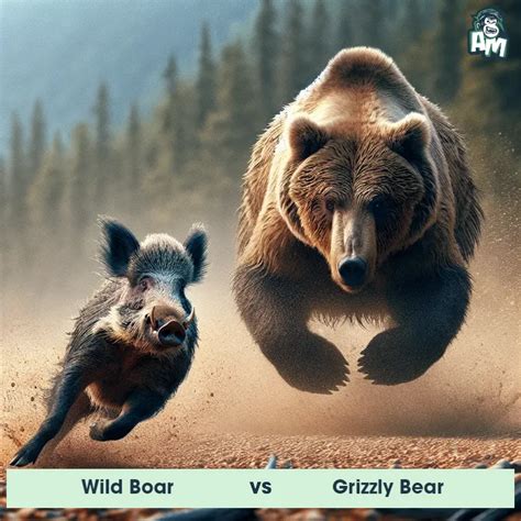 Image result for Wild Boar vs Python