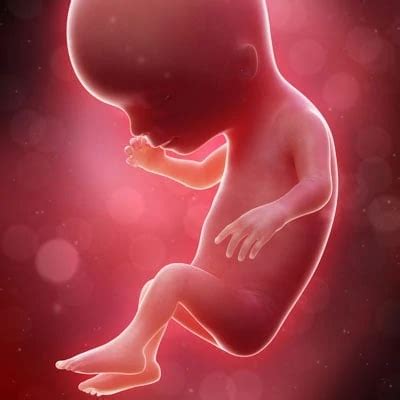 Image result for Second-Trimester Embryo Development