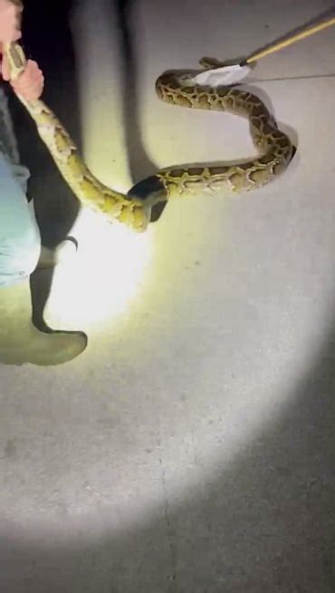 Image result for 20Ft Python