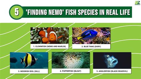 Image result for Finding Nemo Real Life