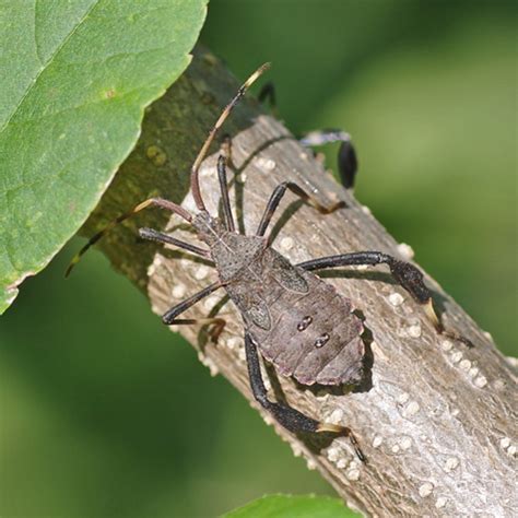 Image result for Ash Tree Bug