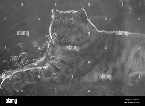 Image result for Snow Leopard Eating