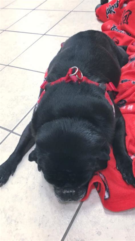 Image result for Wheel Kinetics