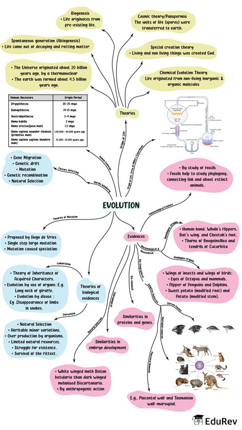 Image result for Class 12 Bio Chapter Evolution for NEET