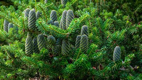 Image result for Subalpine Fir Tree
