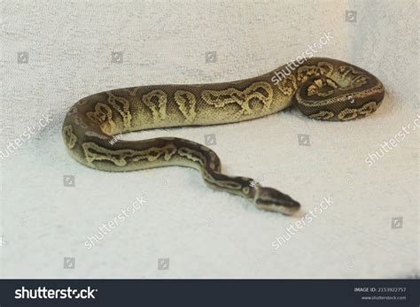 Image result for Python Regius Rat