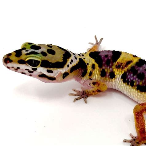 Image result for Leopard Gecko Lizard
