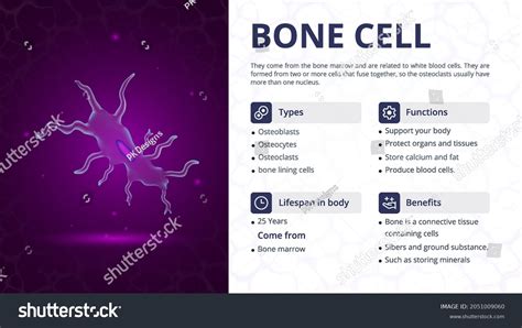 Image result for Bone Cells Function