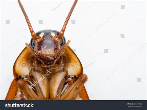 Image result for Cockroach Close Up