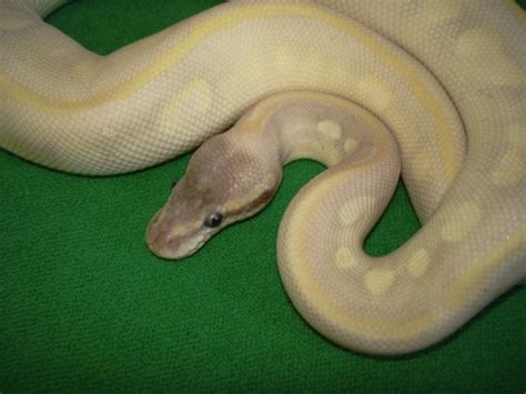 Morph List - World of Ball Pythons