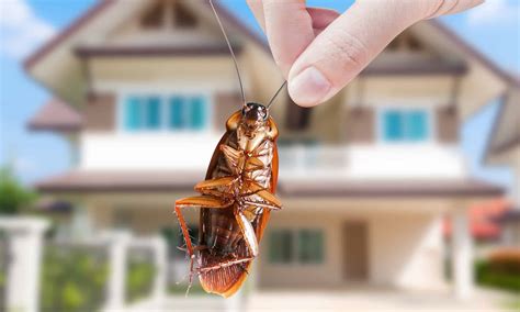 Image result for Poisonous Cockroach