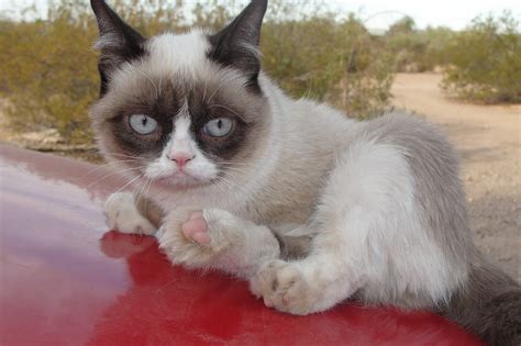 Image result for Grumpy Cat Angry