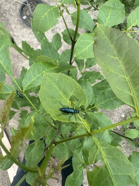 Image result for Ash Tree Bug