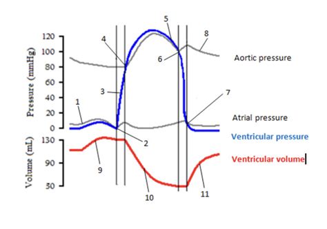 Image result for Cardiac Cycle Graph