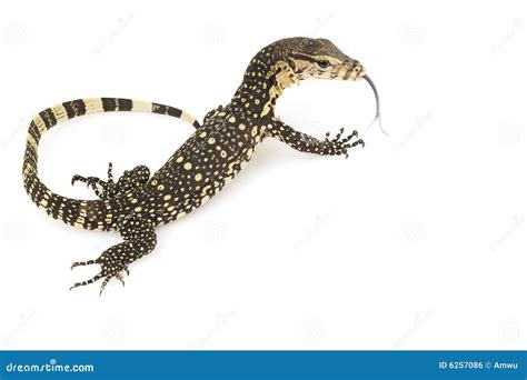 Image result for Water Monitor Lizard