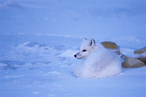 Image result for Arctic Python