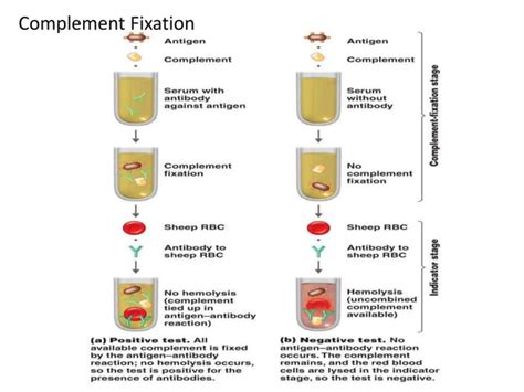 Image result for Complement Fixation Animation