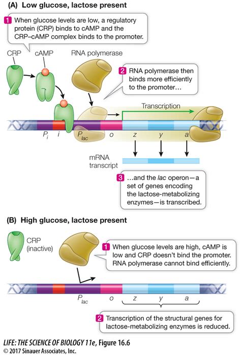 Image result for Lac Operon