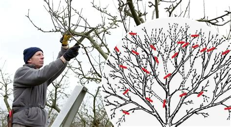 Image result for Pruning Fruit Trees Spring