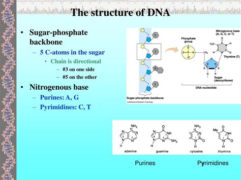 Image result for PCR Tutorial for Absolute Beginners