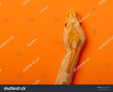 Image result for Silver Reticulated Python