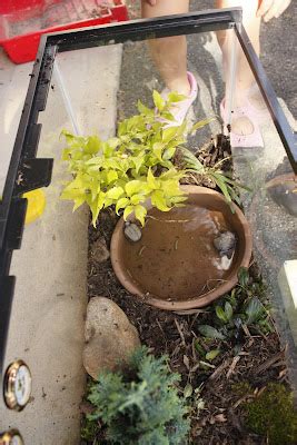 Virginia Box Turtle Care