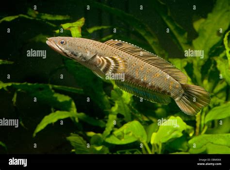 Image result for Cook Snakehead Fish