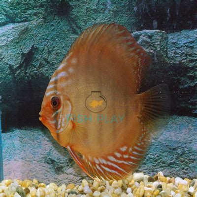 Image result for Red Coral Discus