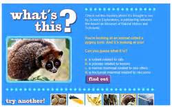 Image result for Classifying Living Things Card Sort