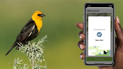 Image result for Example of RPA Bird Count