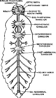 Image result for Cockroach Nervous System