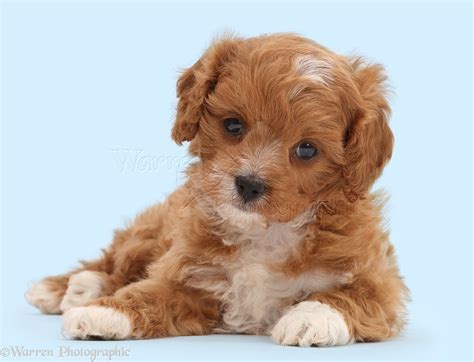 Image result for Red and White Cavapoo