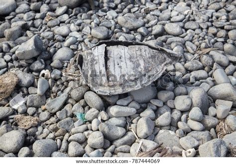 Image result for Break the Turtle Shell